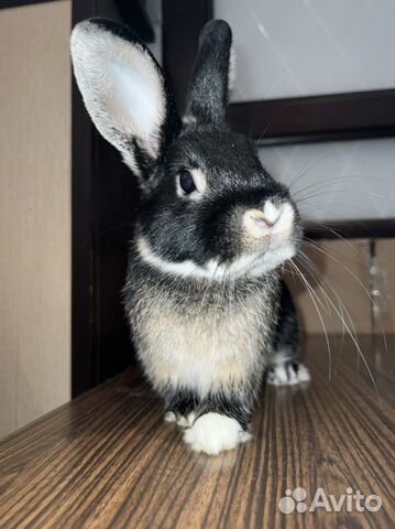 Декоративные кролики