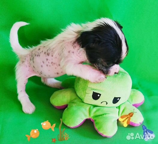 Малышки китайской хохлатой