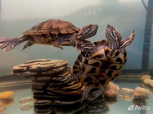 Черепашки водные