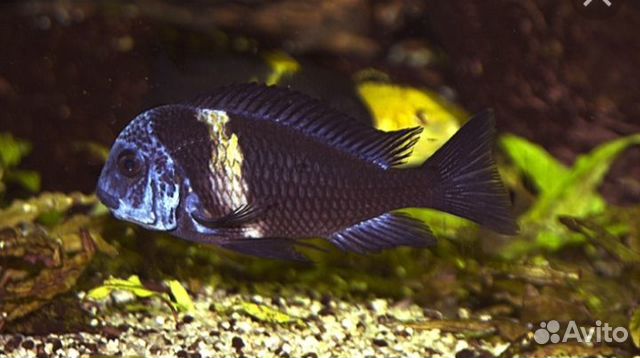 Трофеус Дубаиси