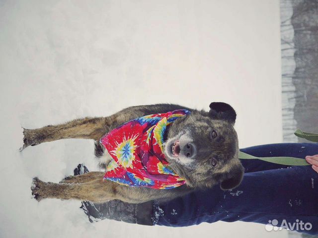 Баллин ищет дом