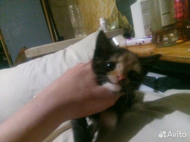 Кошка бесплатно