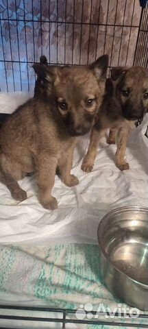Лайка помесь щенки