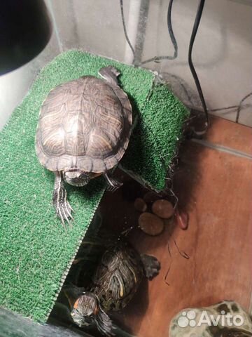 Красноухая черепаха с аквариумом