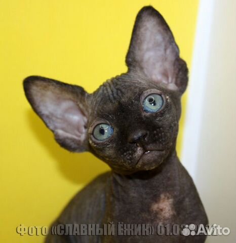 Канадский сфинкс котенок Девочка