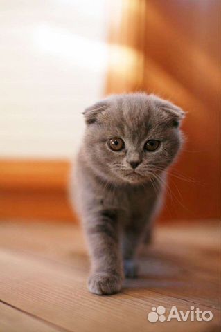 Шотландская вислоухая котенок