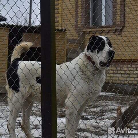 Крупная Сука сао Алабай