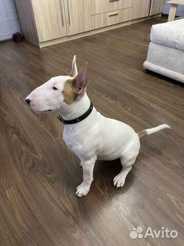 Бультерьер