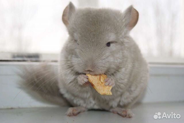 Шиншилла (Бархатная фиопастель, нкпа)