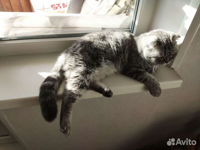 Кошки в добрые руки