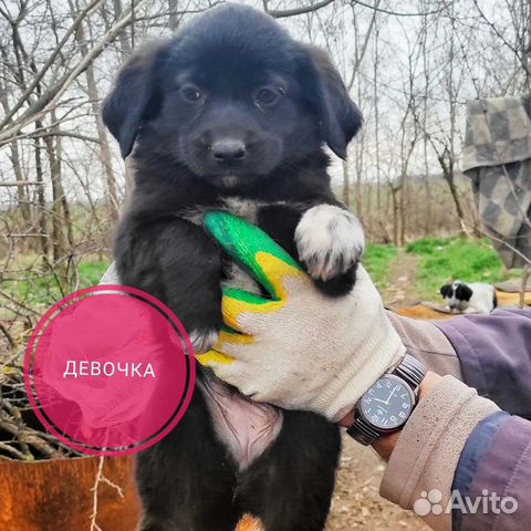 Собака в добрые руки отдам бесплатно