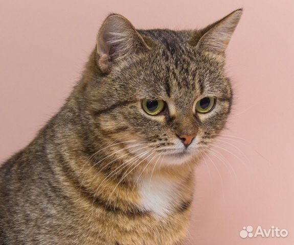 Няша - это кошка, которая любит людей