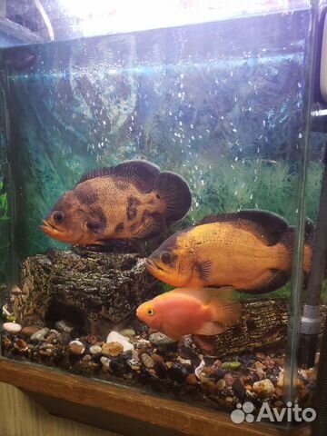 Астронотусы