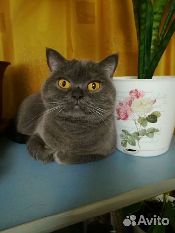 Британская