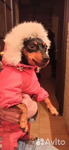 Цвергпинчер