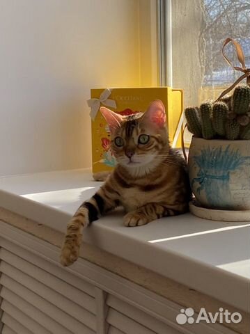 Котята бенгалы в любимцы