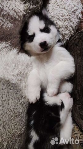 Щенки сибирской хаски