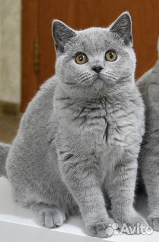 Ищем добрые ручки для британской кошки