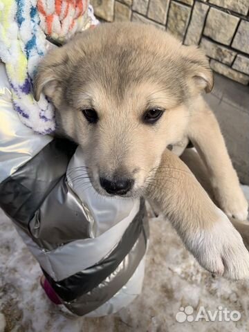 Красавец мальчишка в добрые руки