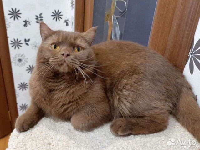 Британский молодой котик циннамон