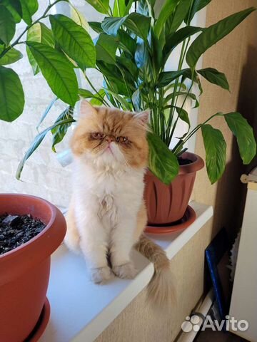 Персидский кот вязка
