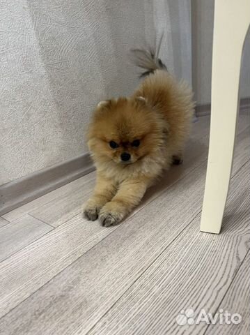 Минишпиц 3 года