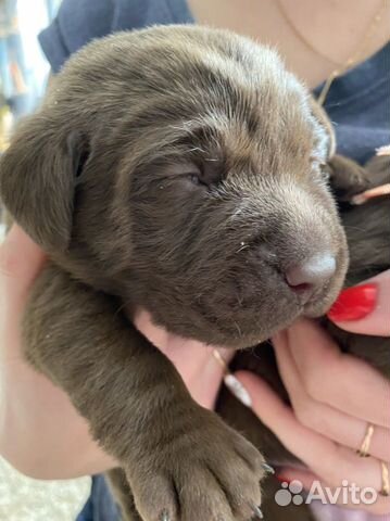 Шоколадный Лабрадор