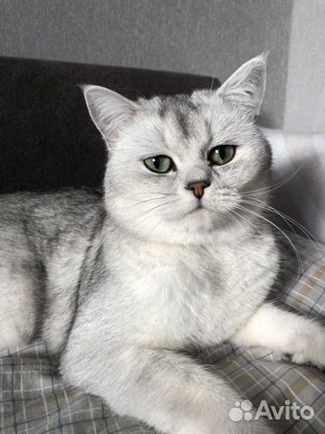 Серебристая шиншилла вязка