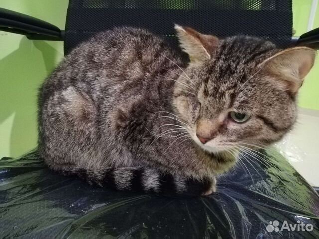 Кот в добрые руки