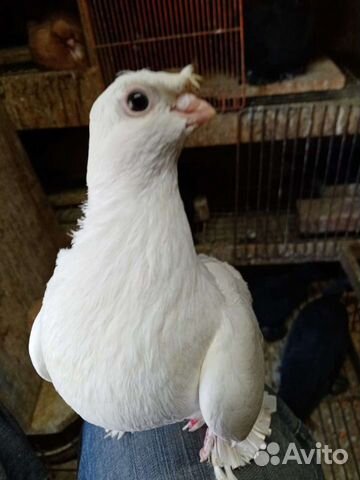 Узбекская бойная, старопородная