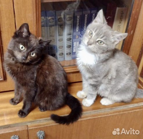 Котята мальчики в доьрые руки