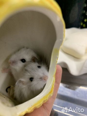 Джунгарский хомяк бесплатно