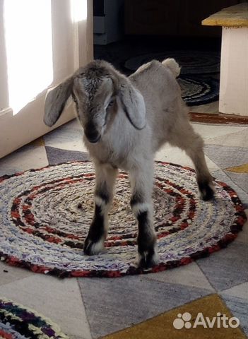 Продам козлика