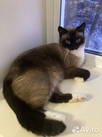 Сиамский кот