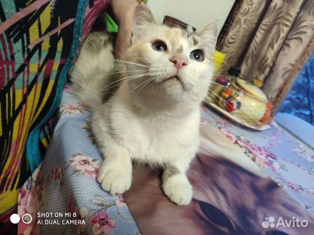 Кошка в дар