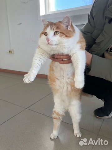 Котик Бубенчик