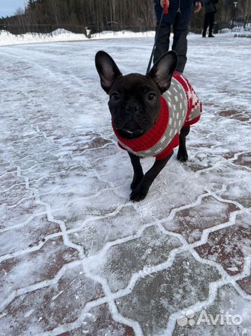 Французский бульдог