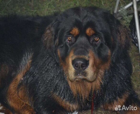 Хотошо. Вязка