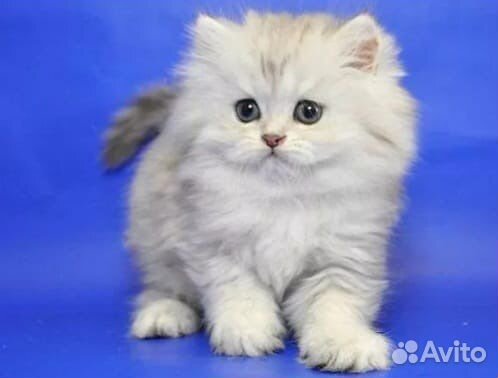 Британские котята