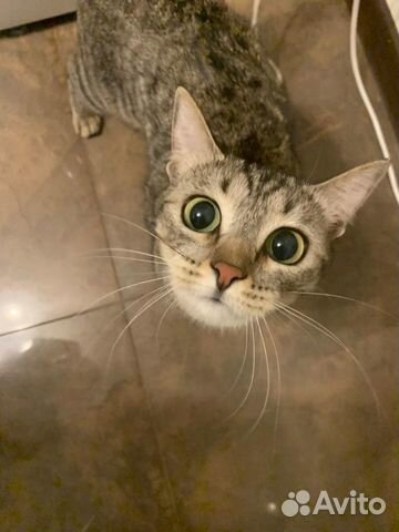 Кошка в добрые руки