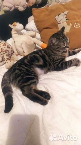 Молоденькая кошечка Ася