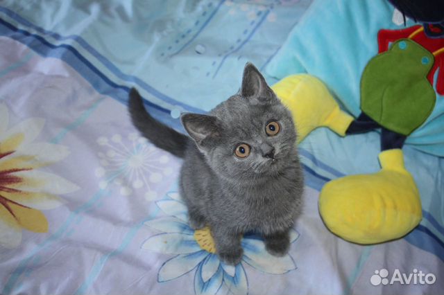 Шотландские котятки возраст 2 мес
