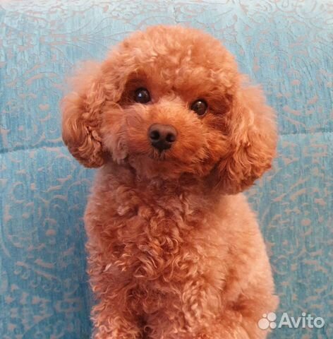 Той-пудель вязка