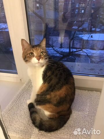 Самая ласковая в мире кошечка