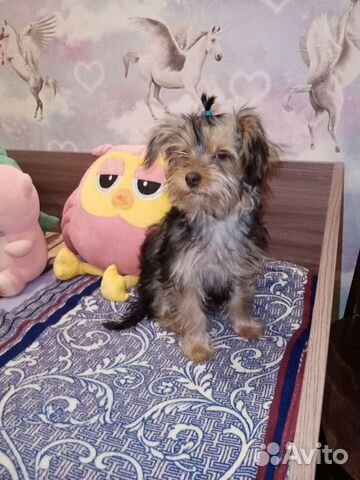 Йоркширский терьер стандарт