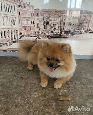 Продам щенка щпица