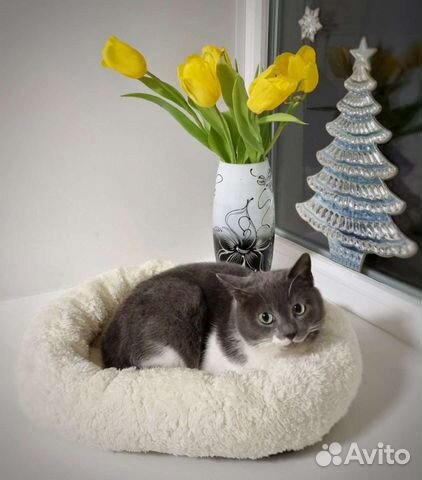 Кошка Энис ищет дом, возраст 1 год, стерильна