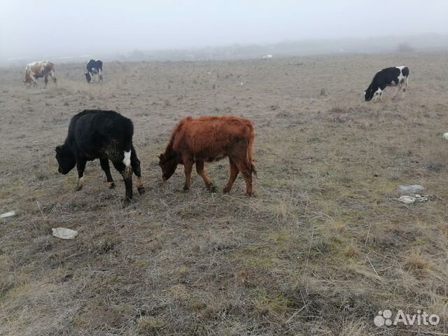 Телочки на обмен