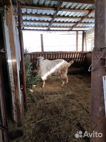 Козел зааненский