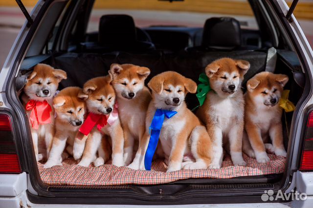 Рыжие щенки акита с полным пакетом документов